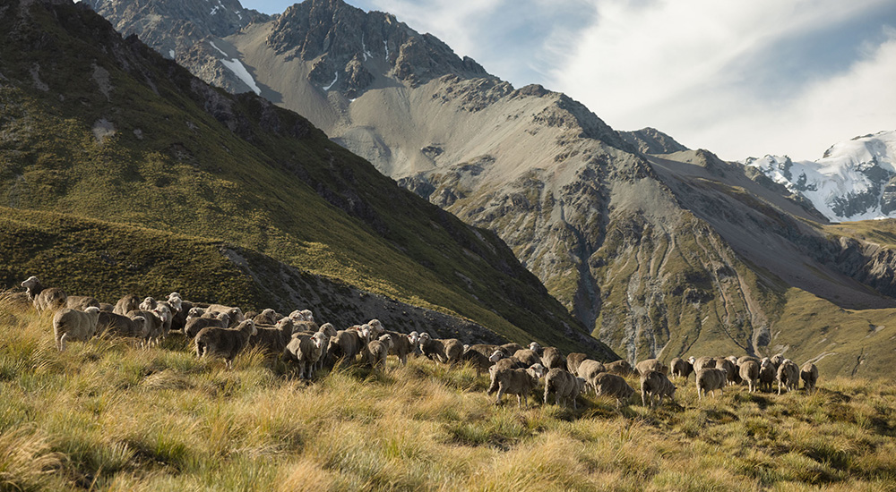 Mackenzie Country Private Tours | Lake Tekapo Adventure | Tekapo Adventures